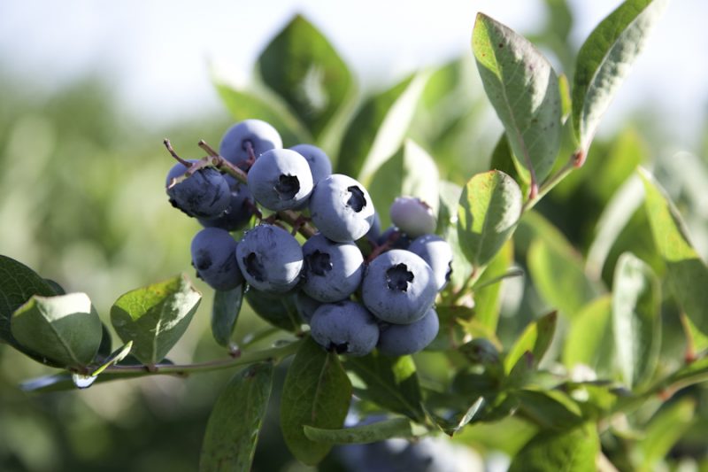 Our Products – My Country Magic