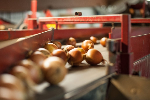 Onions – My Country Magic